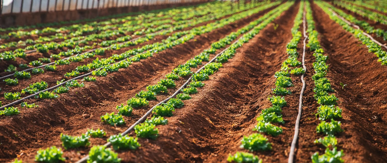 Commercial Agriculture: Regulations, Infrastructure, & More